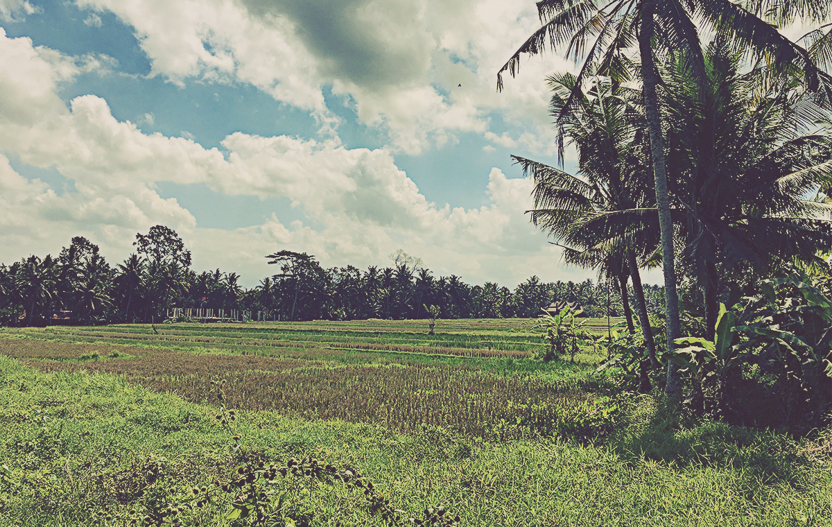 Kajeng Rice Fields, en Ubud - Con la mochila y las cholas