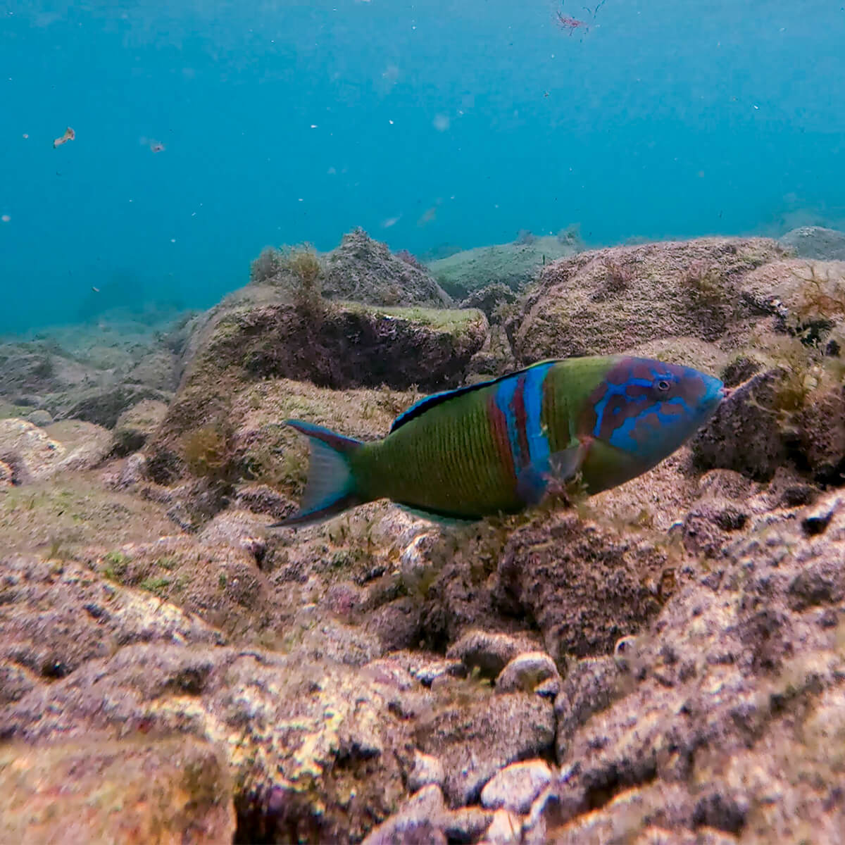 Peces de Canarias que puedes ver en tu snorkel - Con la mochila y las ...