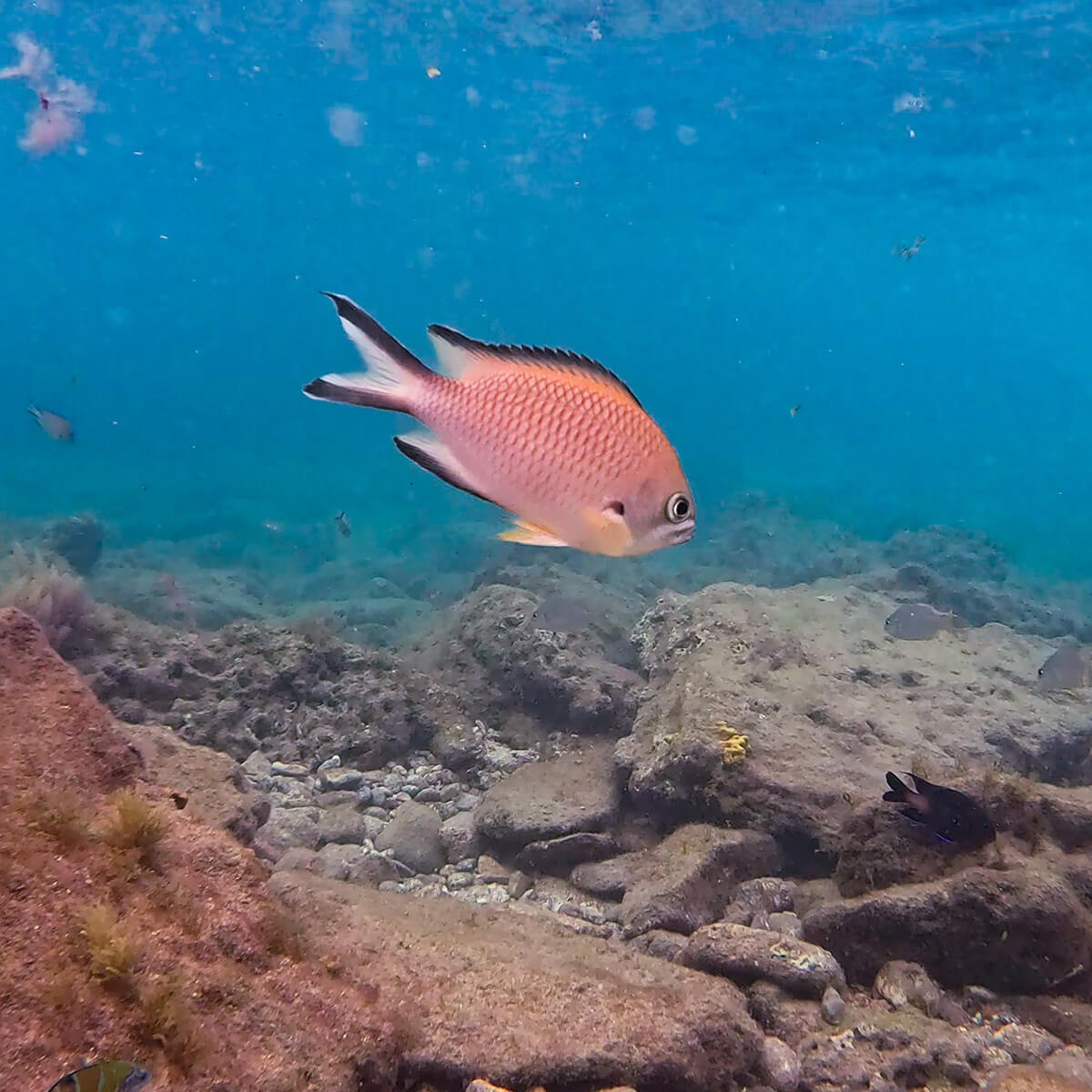 Peces de Canarias que puedes ver en tu snorkel - Con la mochila y las ...