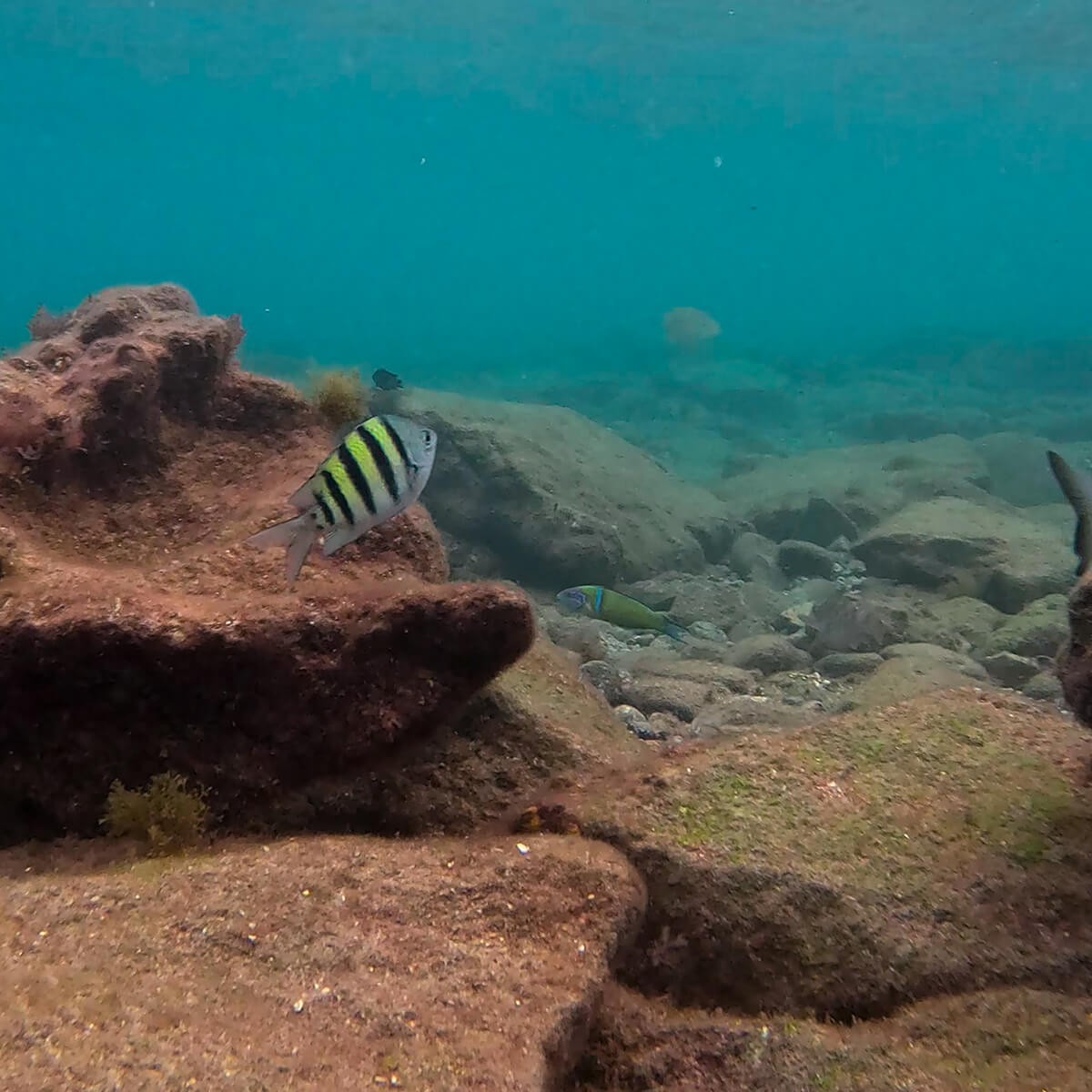 Peces de Canarias que puedes ver en tu snorkel - Con la mochila y las ...