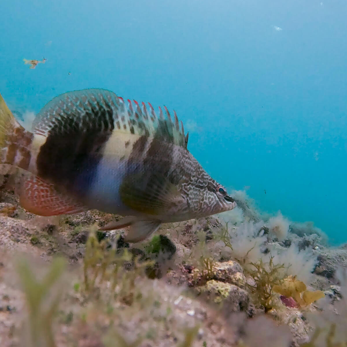 Peces de Canarias que puedes ver en tu snorkel - Con la mochila y las ...