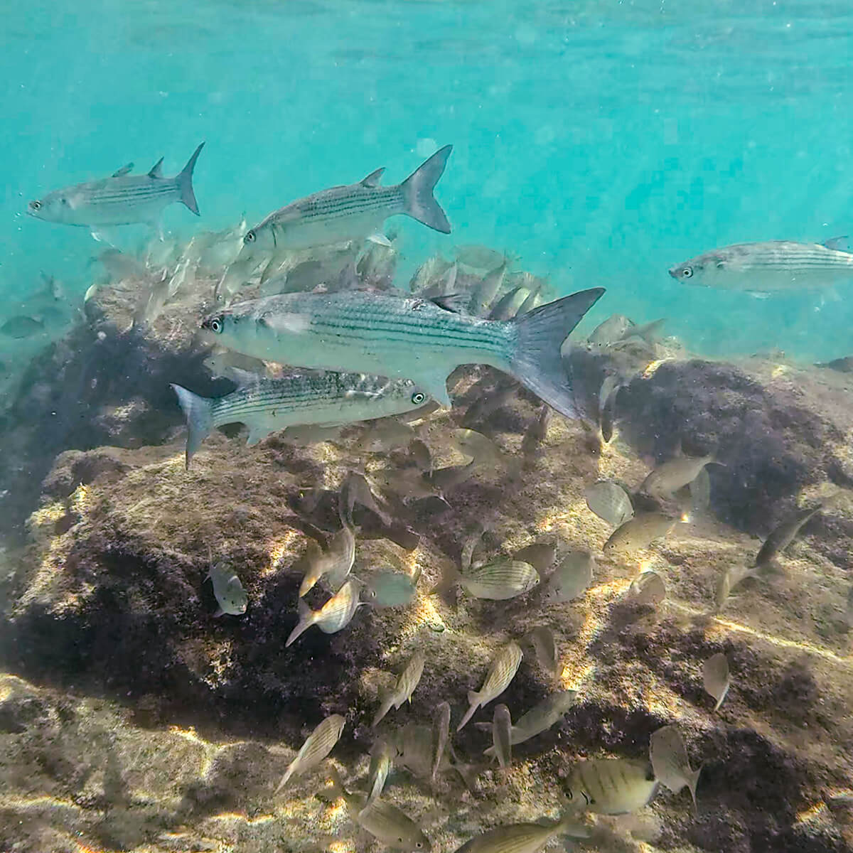 Peces de Canarias que puedes ver en tu snorkel - Con la mochila y las ...